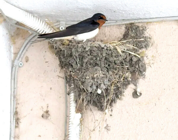 강남 갔던 ‘제비’··· “못 오는거니? 안 오는거니?”