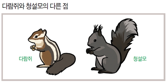 도시 동물 도감 - 산과 숲에 사는 동물들 ‘다람쥐’